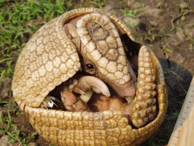 Tatus: características e curiosidades